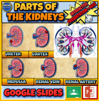Parts Of The Kidneys: Interactive Google Slides +Printable Worksheet+P ...